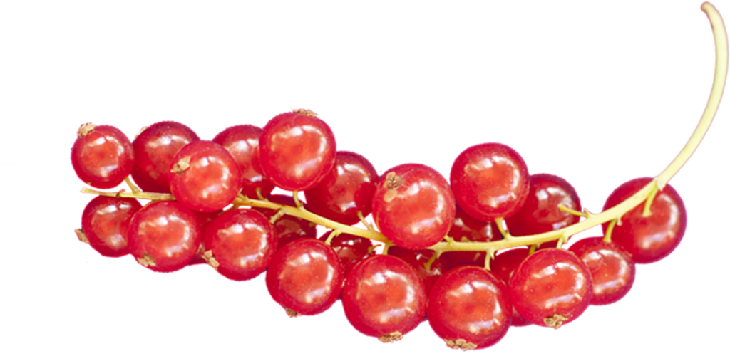 groseilles - Le bon chef